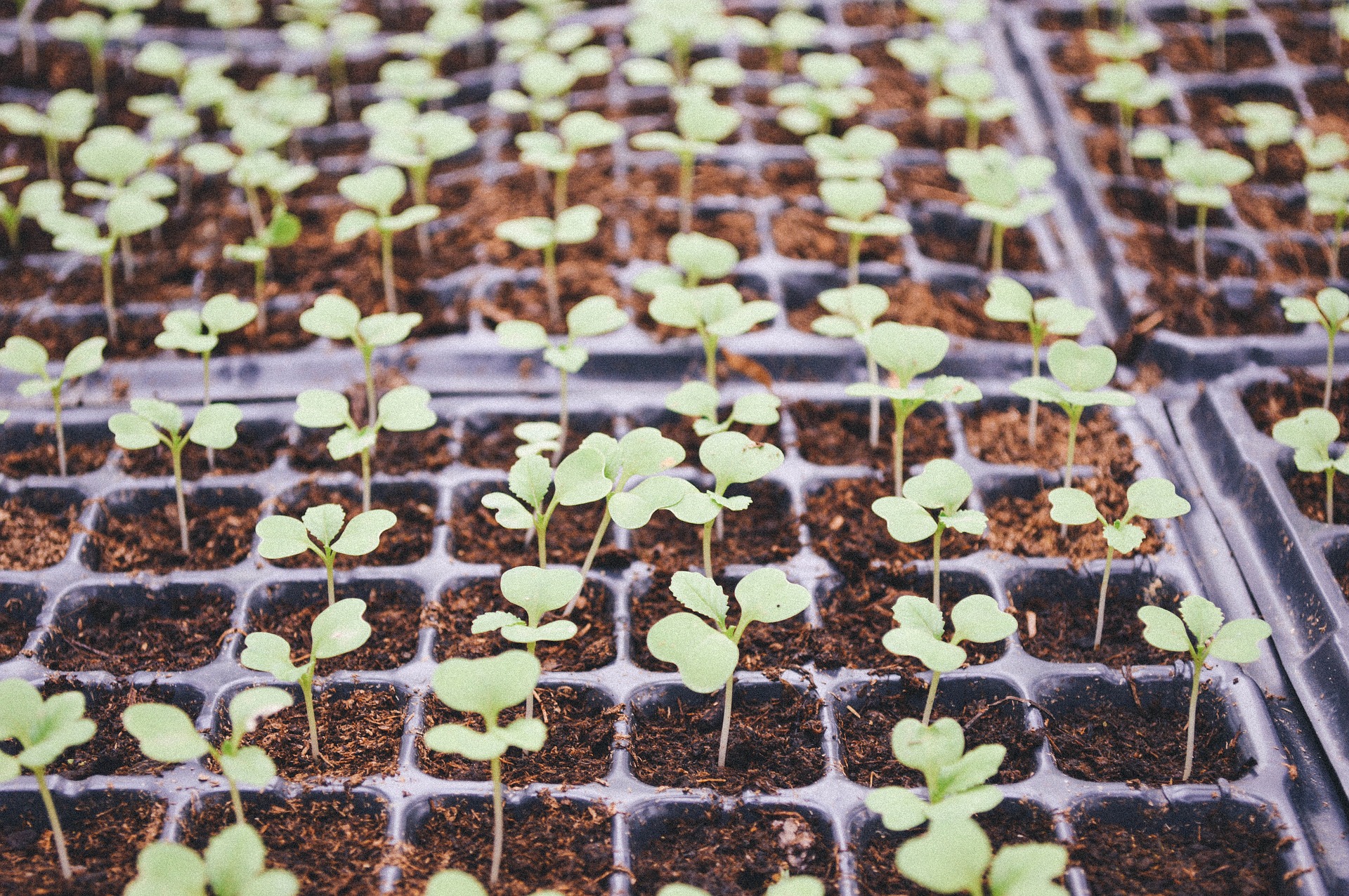 11 Steps for Sucessfully Starting Seeds Indoors • Greenhouse Fanatics